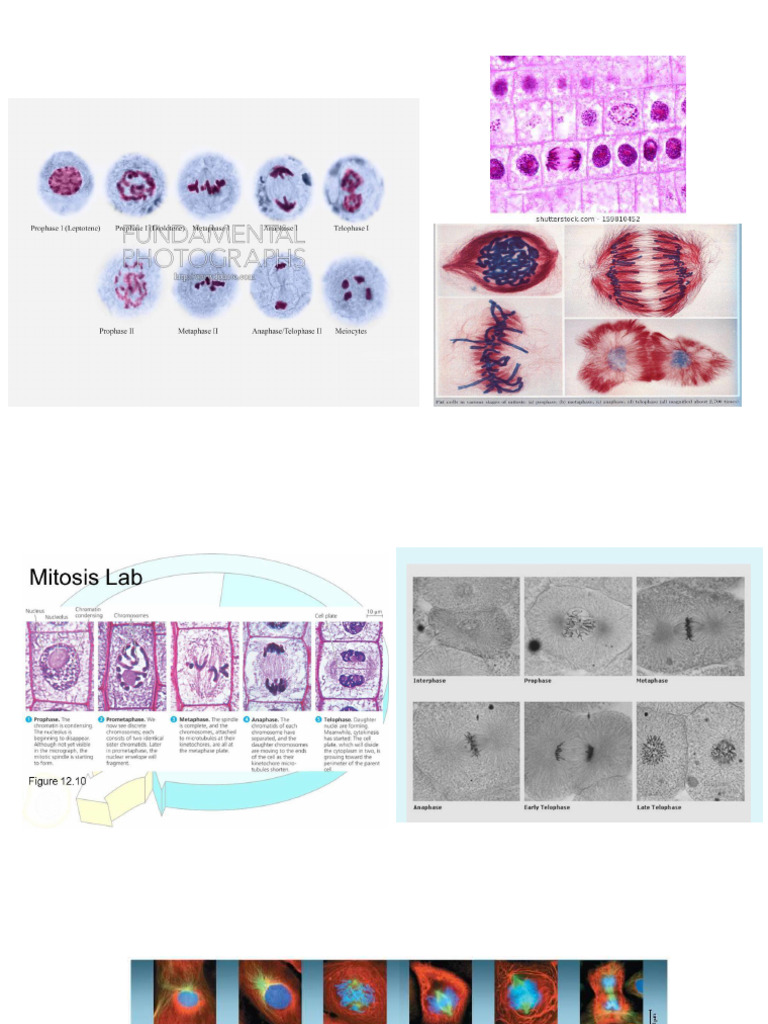 Cell Division Label | PDF