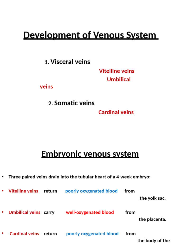 Development of Veins | PDF | Vein | Liver