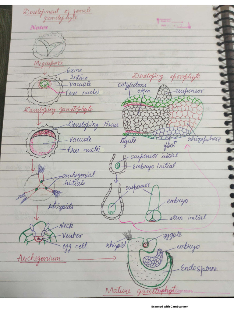 Botany Notes | PDF