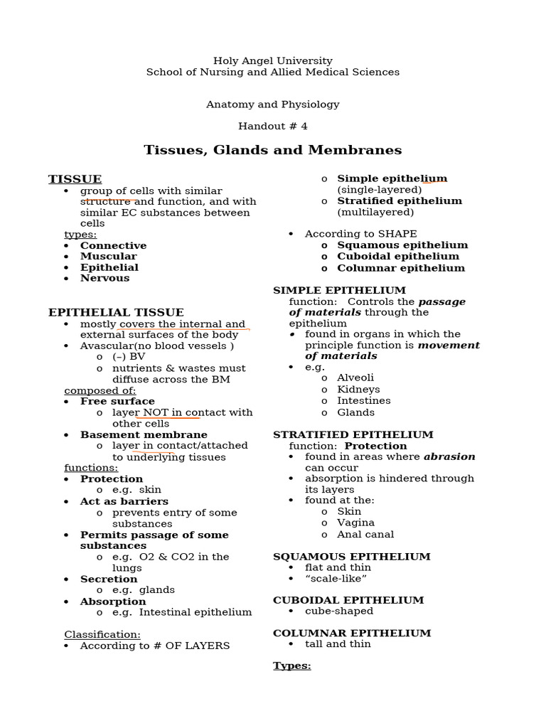 JO Anatomy and Physiology Handout # 4 | PDF | Epithelium | Connective ...