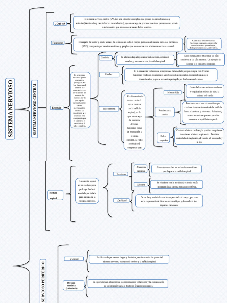 Cuadro Sinoptico Del Sistema Nervioso 5 | PDF | Cerebro | Sistema nervioso central