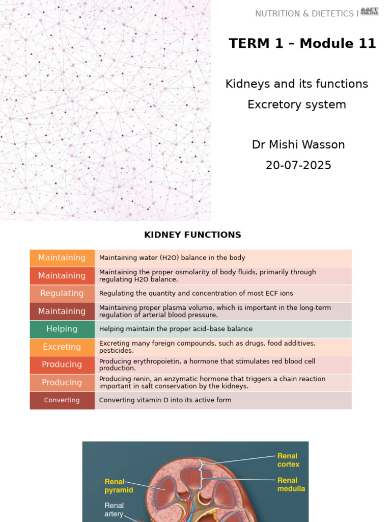 Ecxretory System Kidny | PDF | Kidney