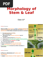 Leaf Dichotomous Key | PDF | Leaf | Branches Of Botany