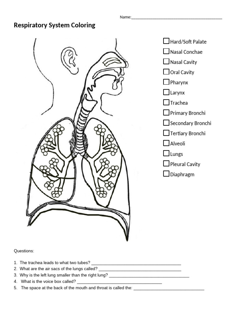 Respiratory System Coloring | PDF