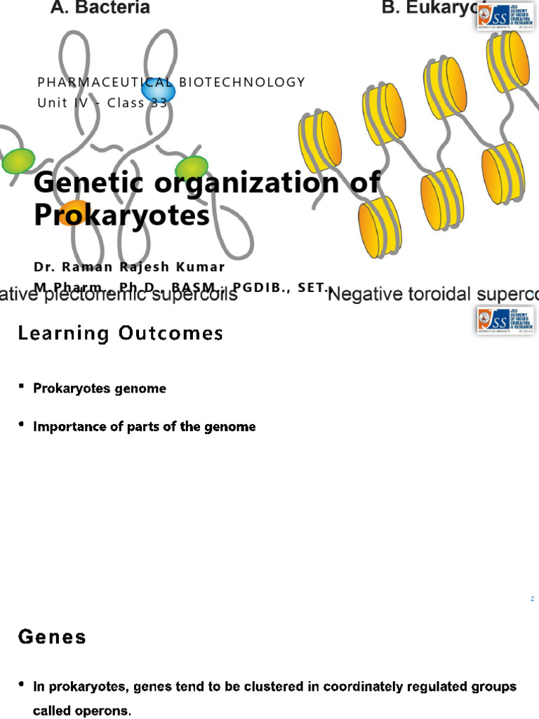 Prokaryotic Genetic Organization Explained | PDF
