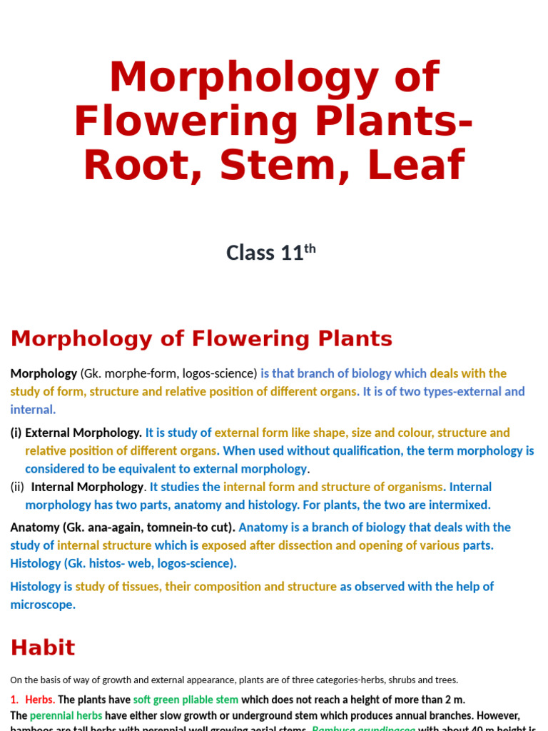 Morphology - Root Stem Leaf | PDF | Shrub | Trees
