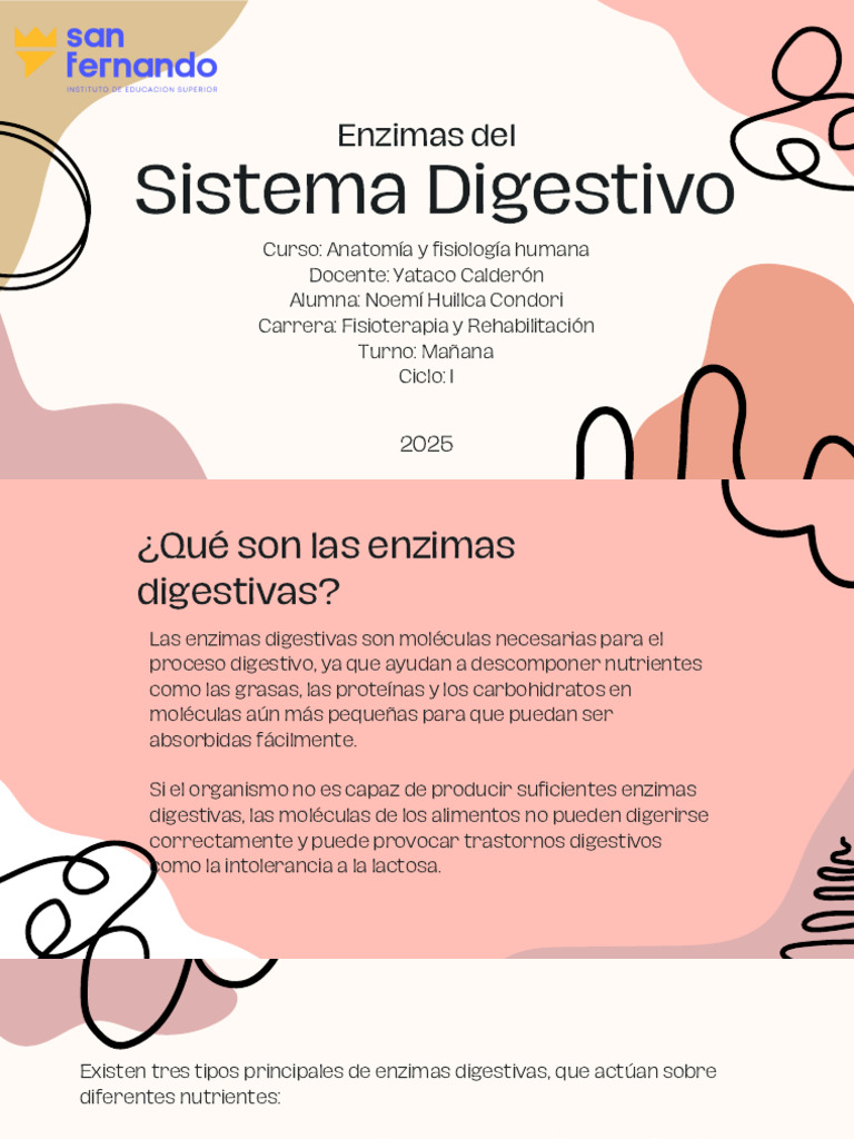 Enzimas Digestivas y su Función | PDF | Digestión | Péptido