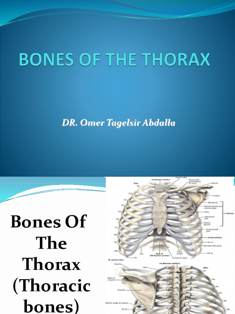 Bones of The Thorax | PDF | Vertebra | Skeletal System