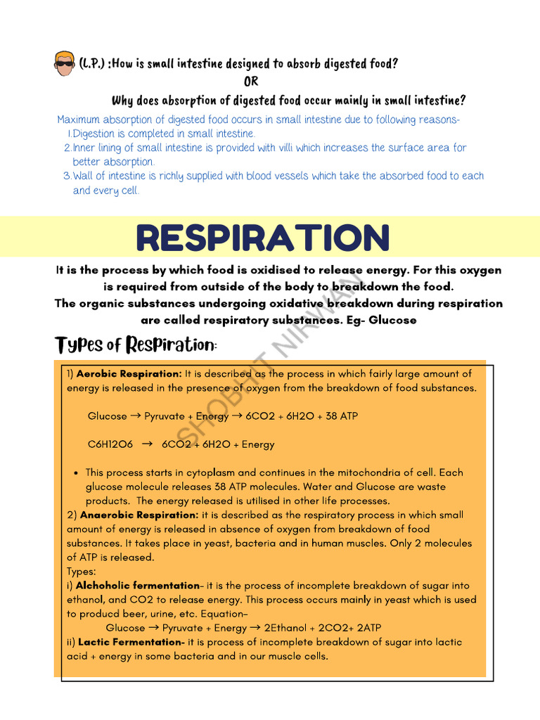 Life Processes: Absorption & Respiration | PDF | Cellular Respiration ...