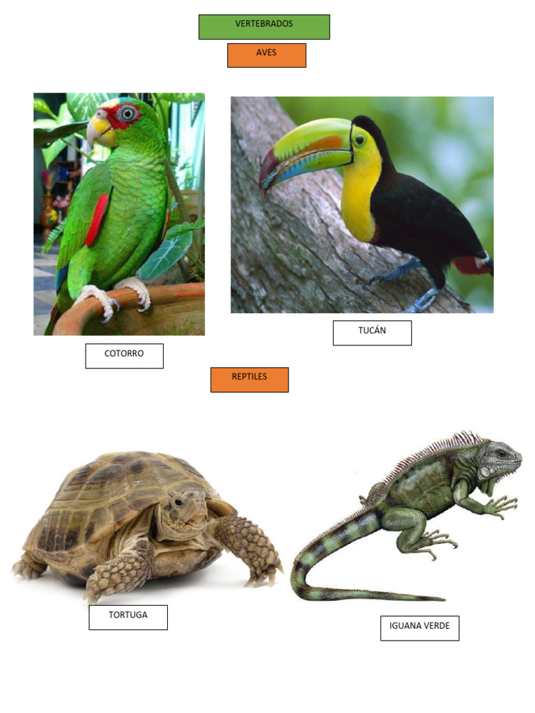 Clasificación de Animales: Vertebrados e Invertebrados | PDF