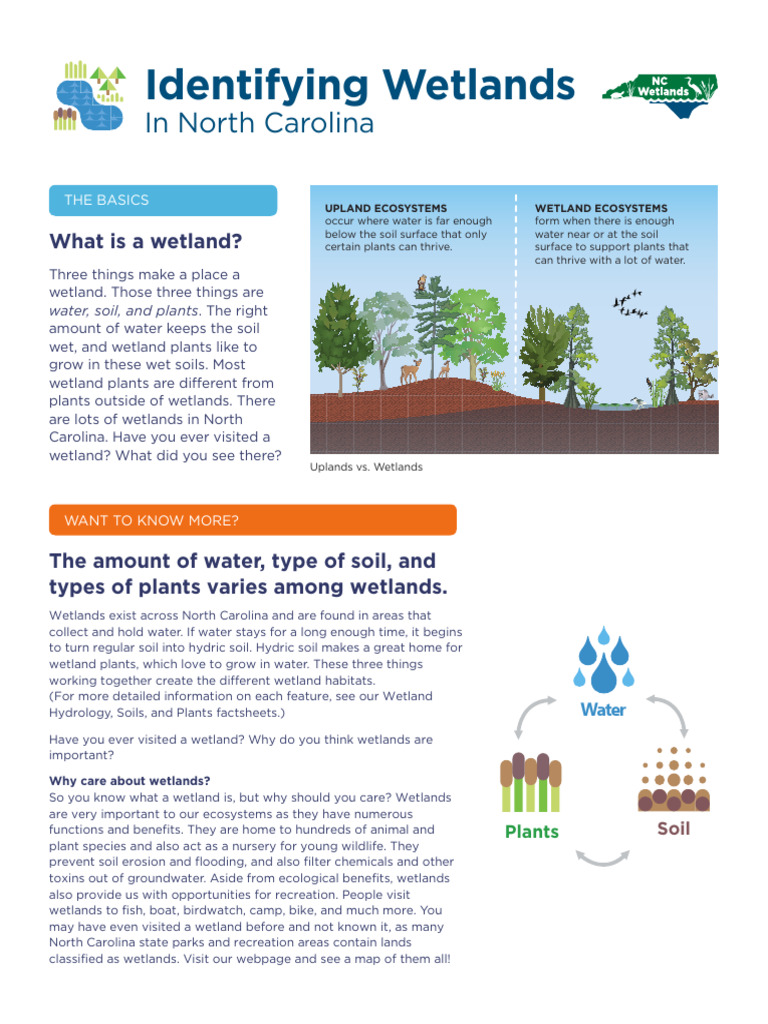What Is A Wetland Factsheet | PDF | Wetland | Biogeography