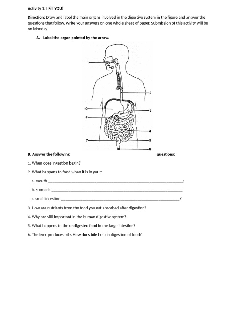 Digestive System Activity Guide | PDF