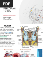 Anatomy of Female Reproductive Ligaments | PDF | Uterus | Ovary