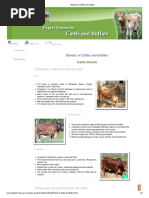 Zambian Cattle Breeds Overview | PDF | Dairy Cattle | Cattle