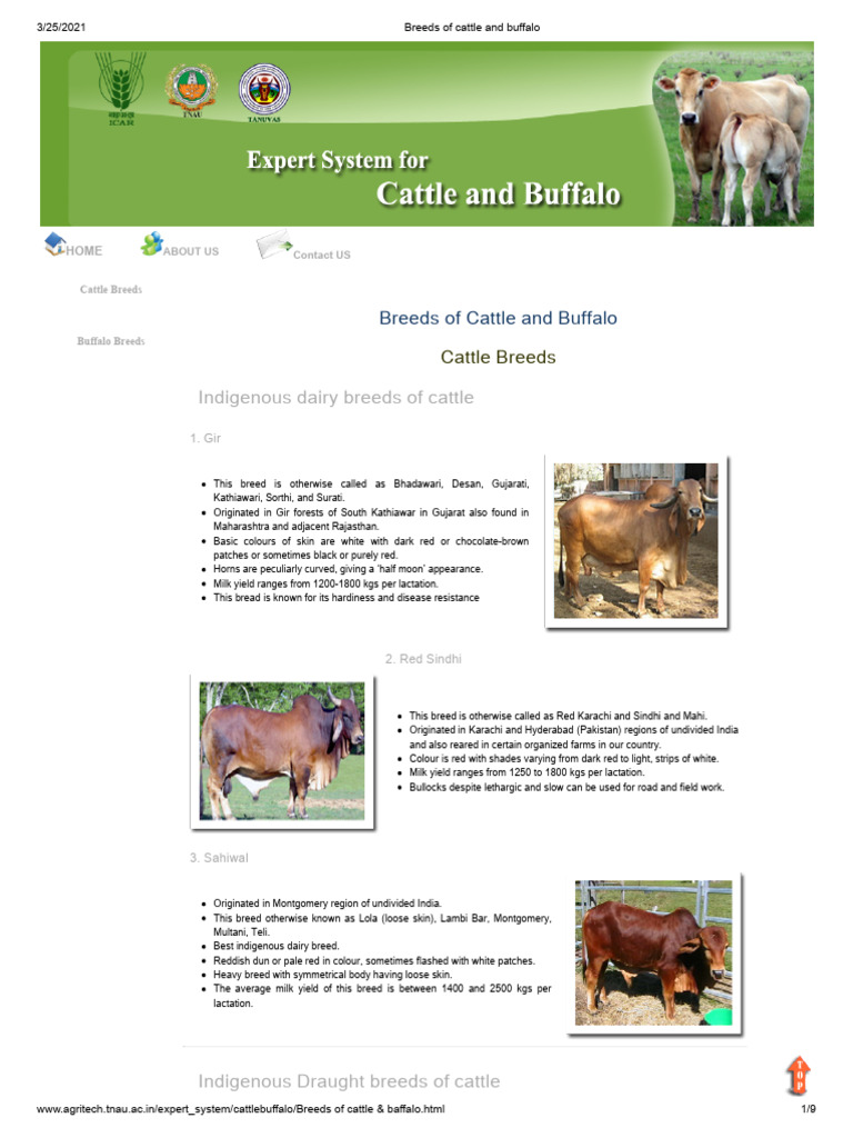 Cattle Breeds | PDF | Dairy Cattle | Dairy Farming