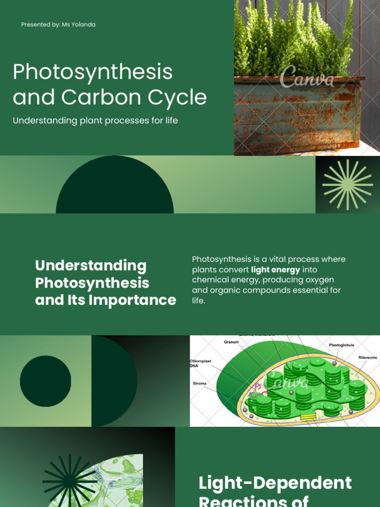 Photosynthesis and Carbon Cycle Explained | PDF