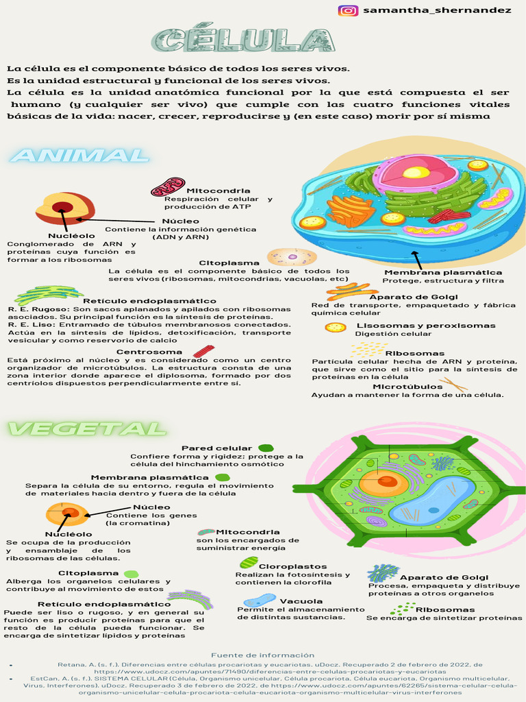 Infografia de Celula | PDF | Biología Celular) | Citoplasma