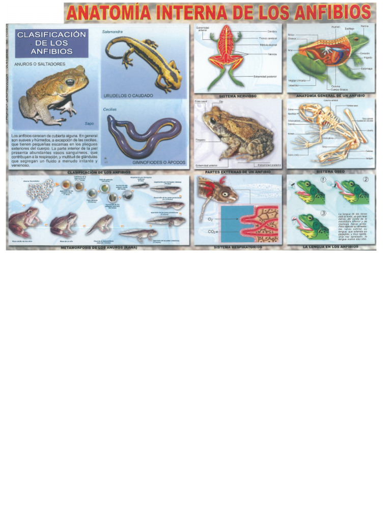 Anatomia de Los Anfibios | PDF