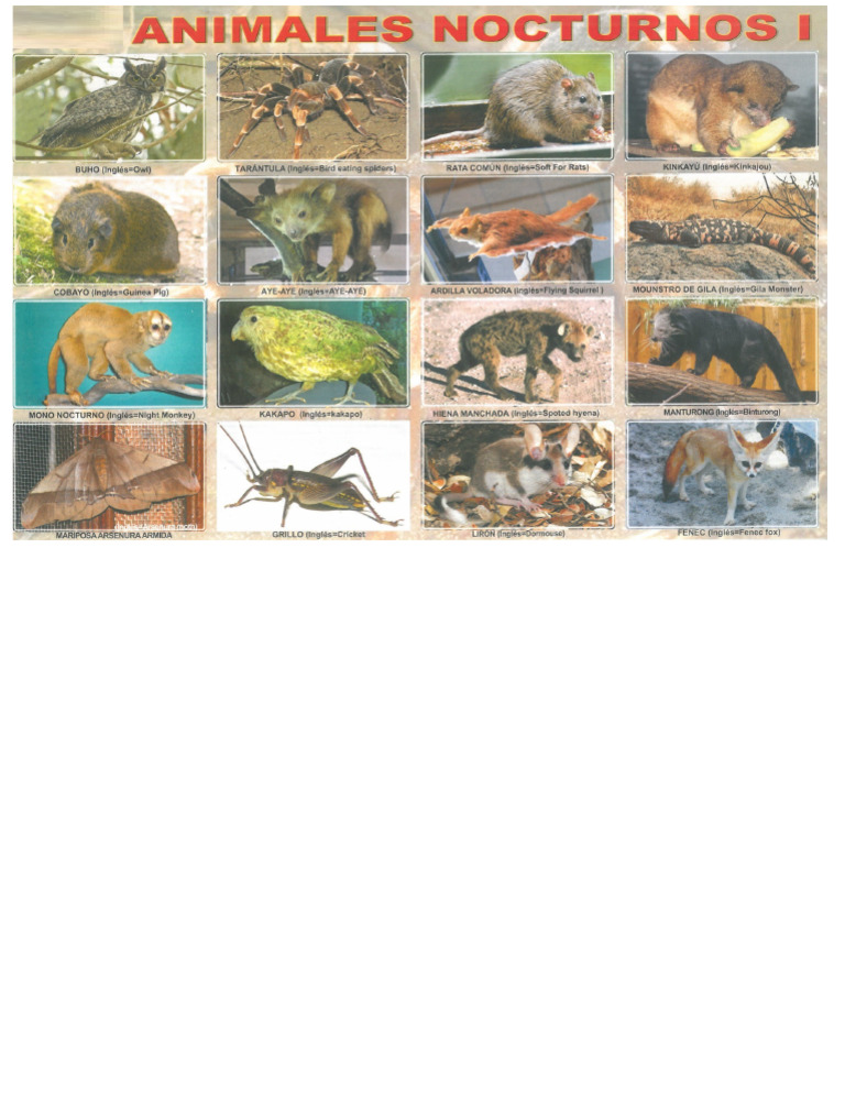 Animales Nocturnos | PDF