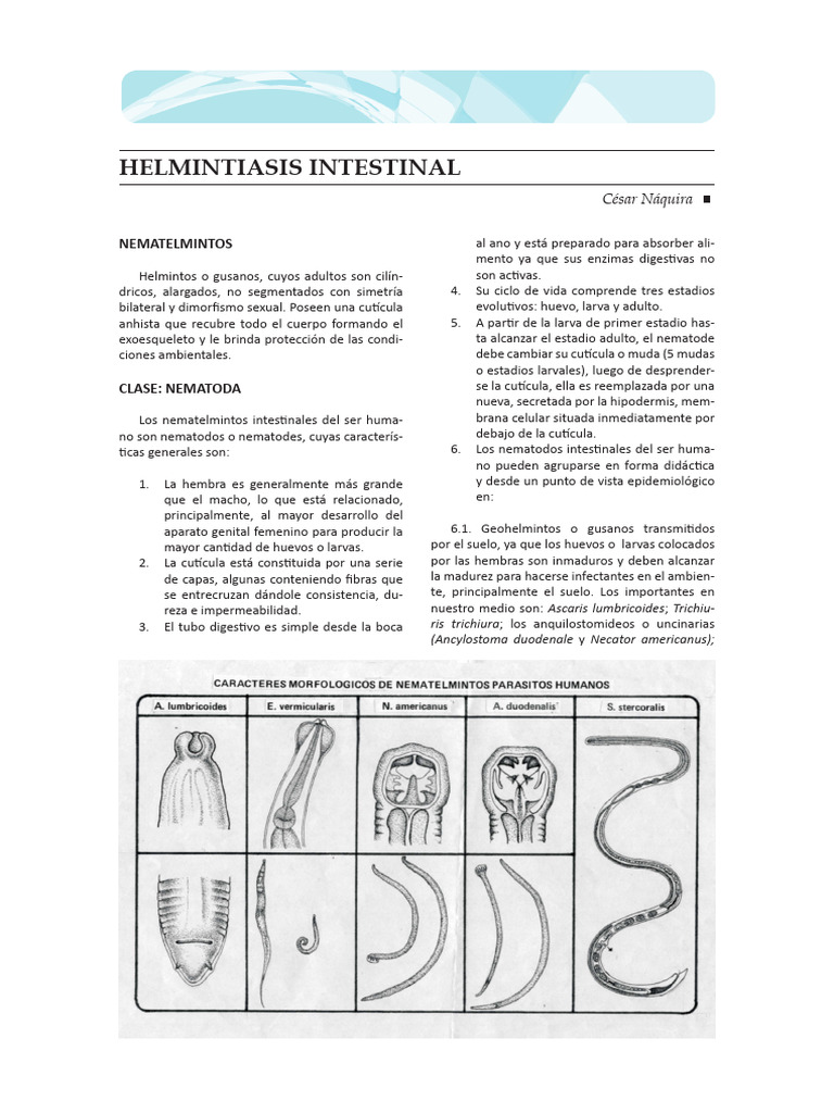 Helmintiasis Intestinal | PDF | Sistema digestivo humano | Sistema ...