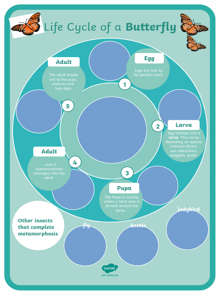 Au t2 S 030c Butterfly Insect Complete Metamorphosis Life Cycle Display ...