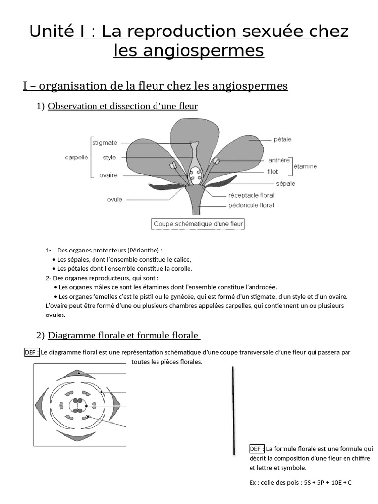 Reproduction sexuée des angiospermes | PDF | Graine | Pollinisation