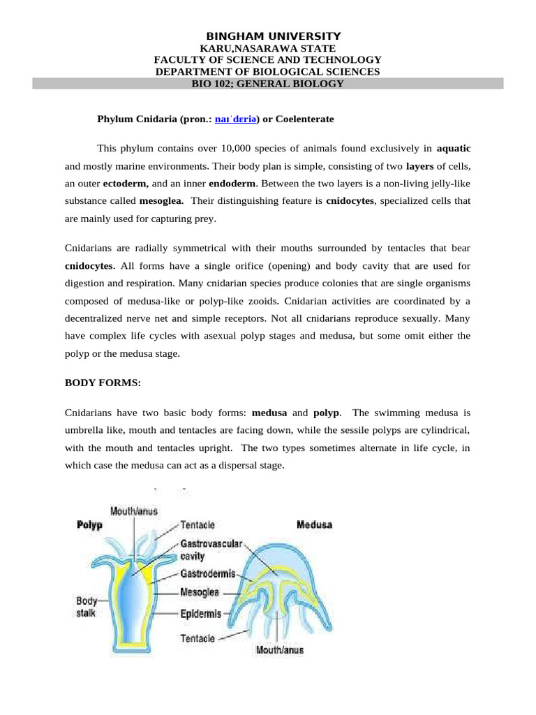GC Notes 2 Cnidaria B102 | PDF | Venomous Animals | Aquatic Animals