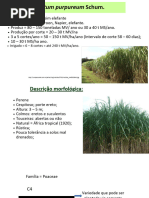 Manejo do Capim-Sudão BRS Estribo | PDF | Agricultura | Agronomia