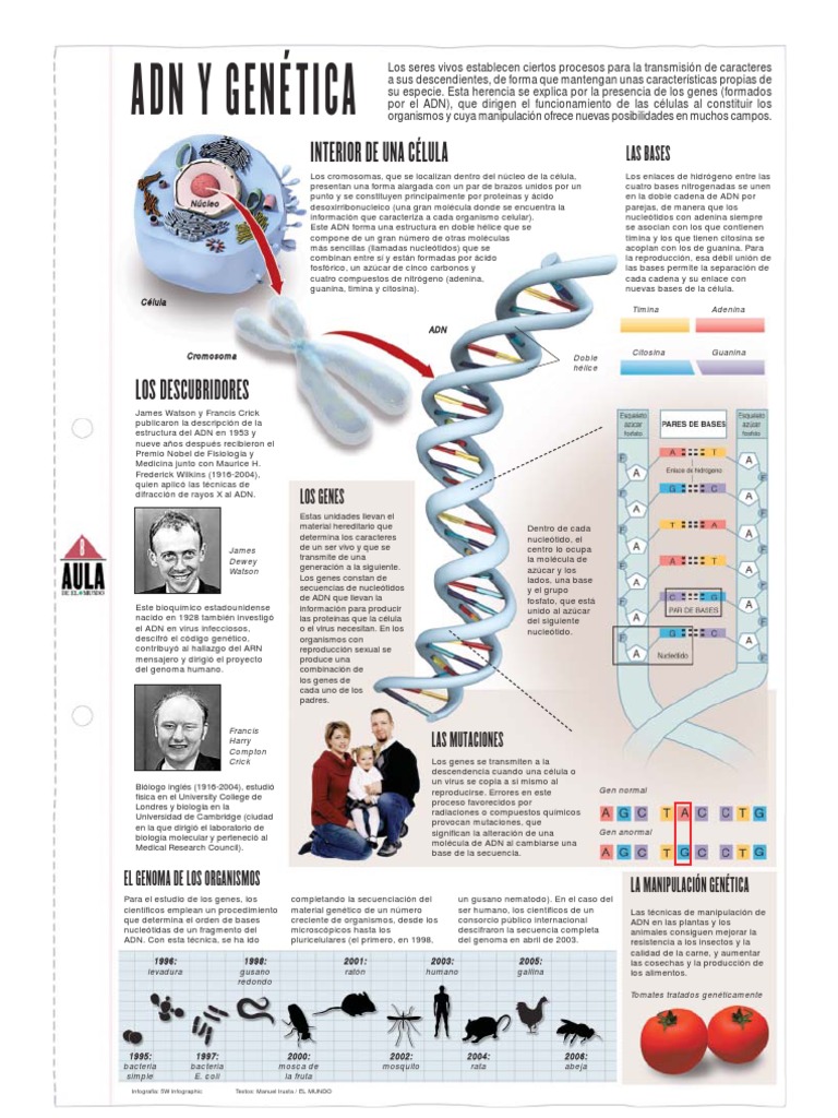 Lamina ADN | PDF | Adn | Gene