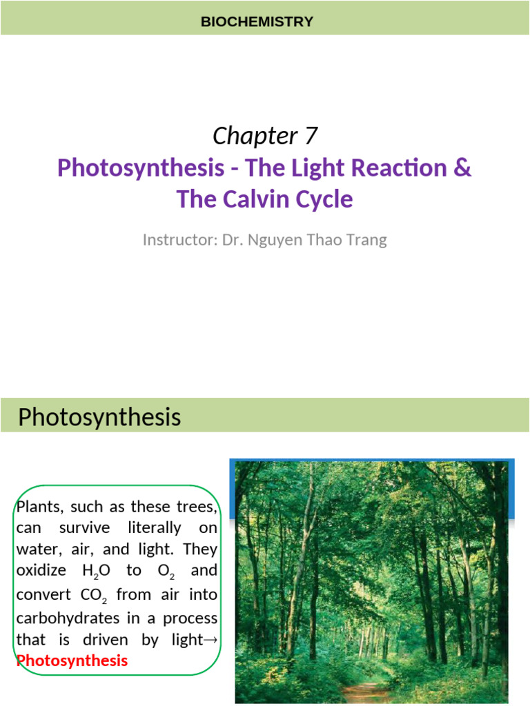 Chapter 7_Photosynthesis-Light Reaction & Calvin Cycle | PDF ...