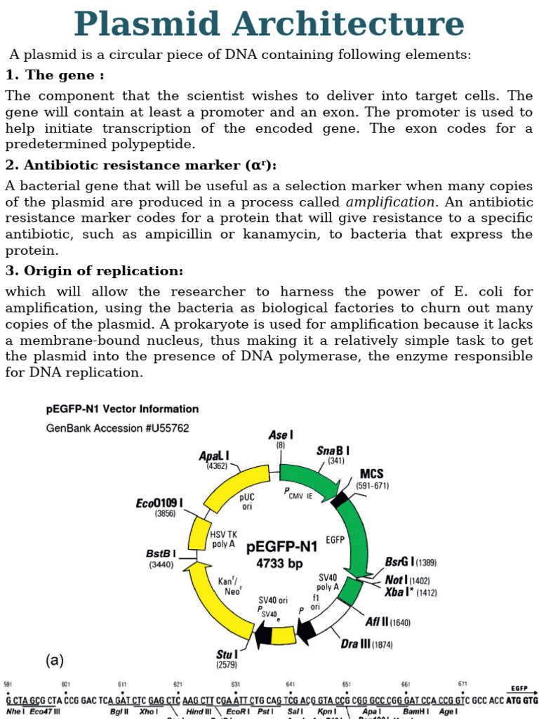 Understanding Plasmid Structure and Function | PDF | Nucleic Acid ...