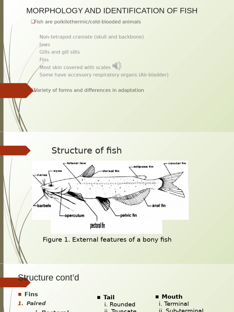 Morphology and Identification of Fish | PDF | Fish | Aquatic Vertebrates