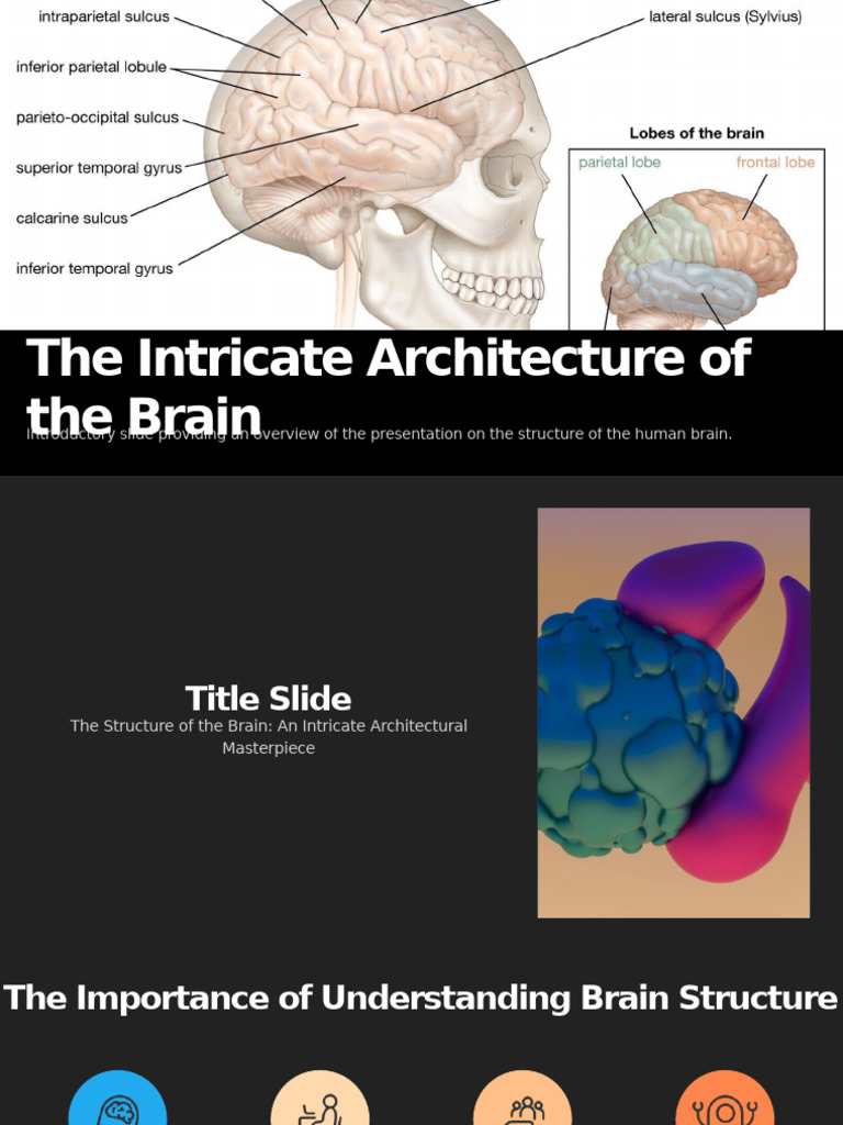 The Intricate Architecture of The Brain | PDF | Brainstem | Cerebrum