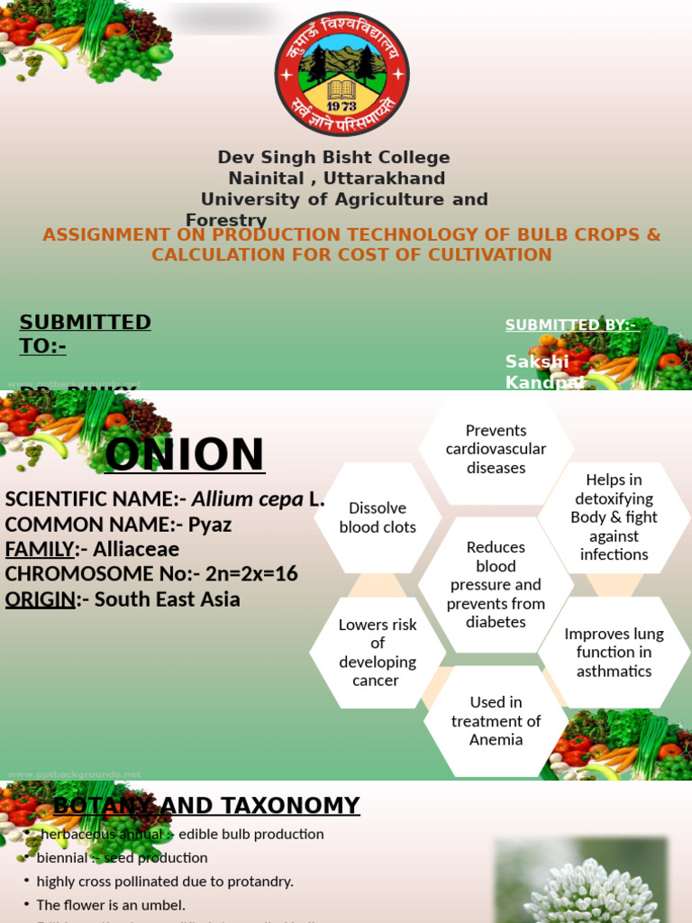 Bulb Crops Presentation | PDF | Onion | Garlic