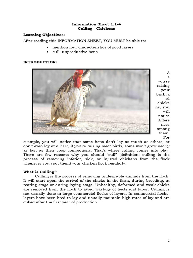 Information Sheet No.1.1-4 | PDF | Chicken | Poultry Farming