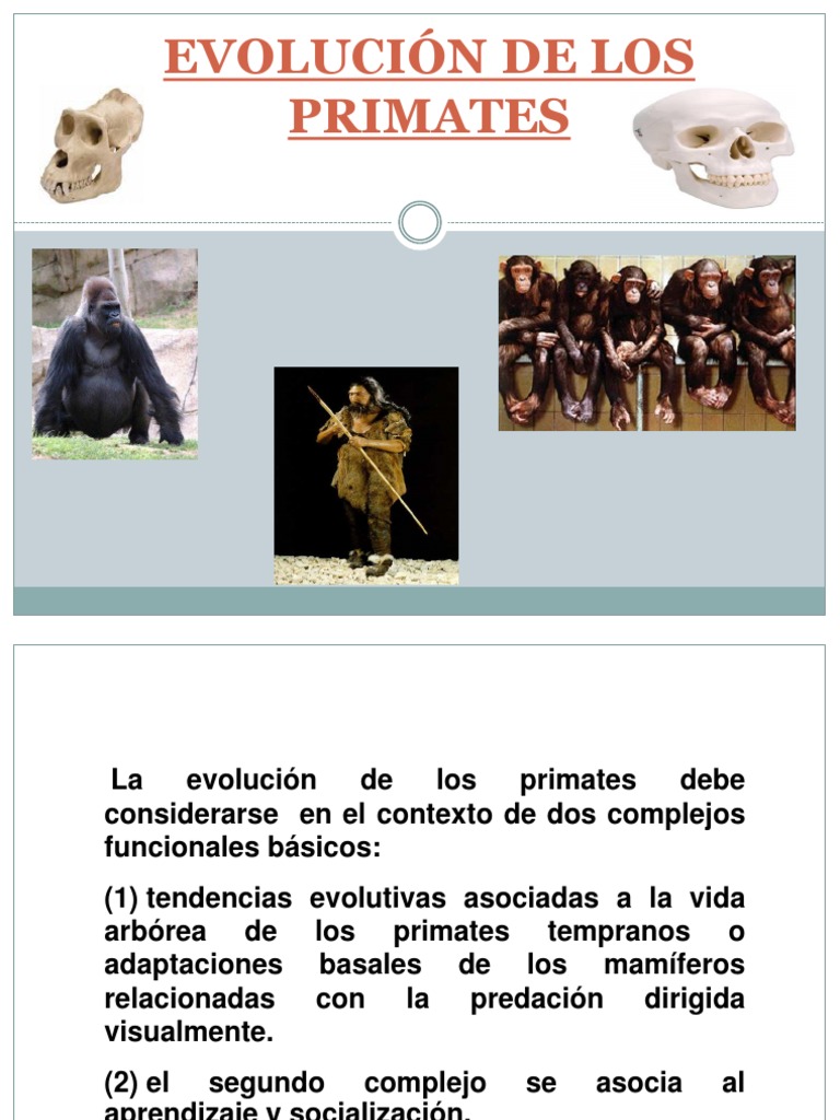 Evolución Primates | PDF | Chimpancé | Mono