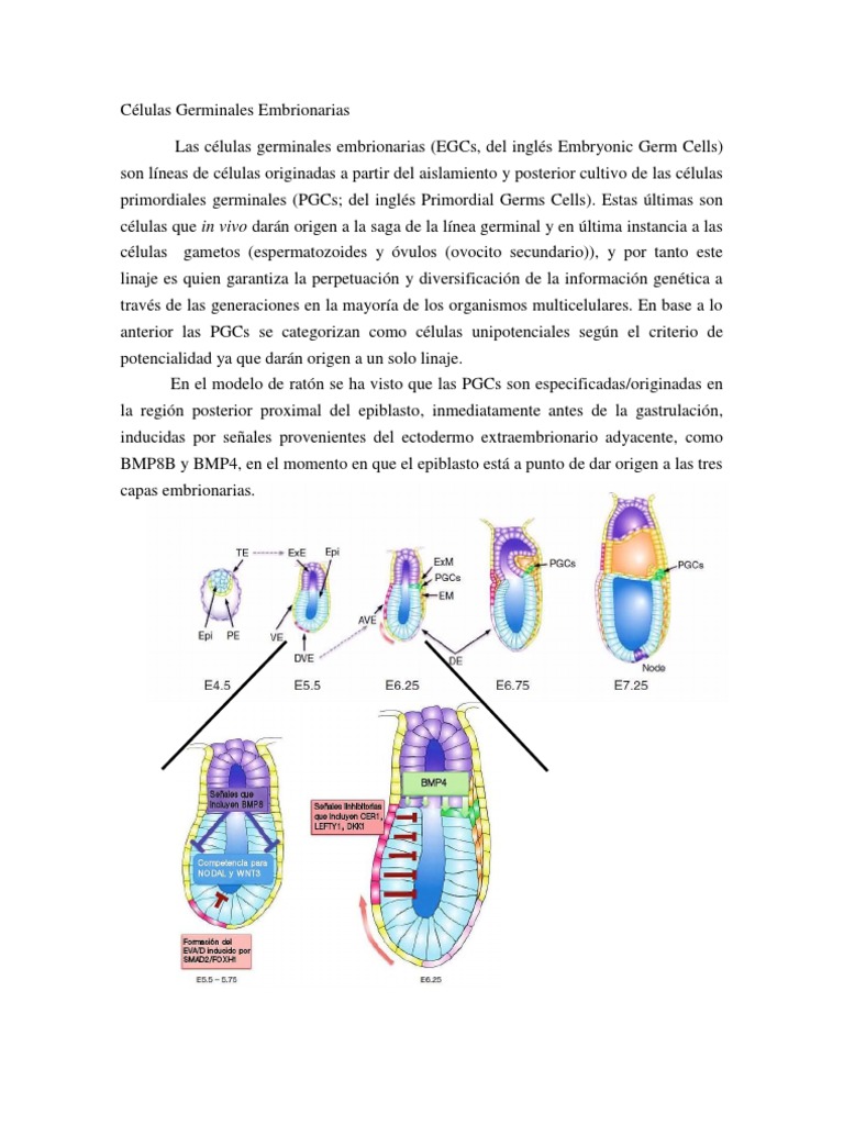 Células Germinales Embrionarias | Biologia de sistemas | Biología Celular)