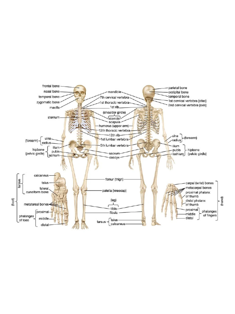 Human Skeleton - Parts, Functions, Diagram, & Facts - Britannica | PDF