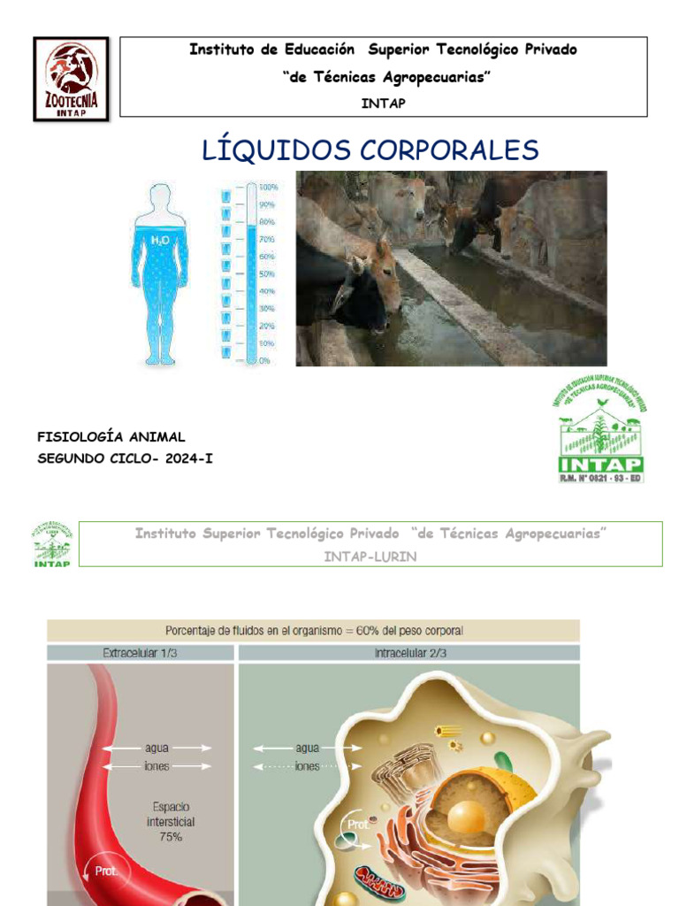 Clase Fisiologia Fluidos Corporales 2024i | PDF | Bilis | Digestión