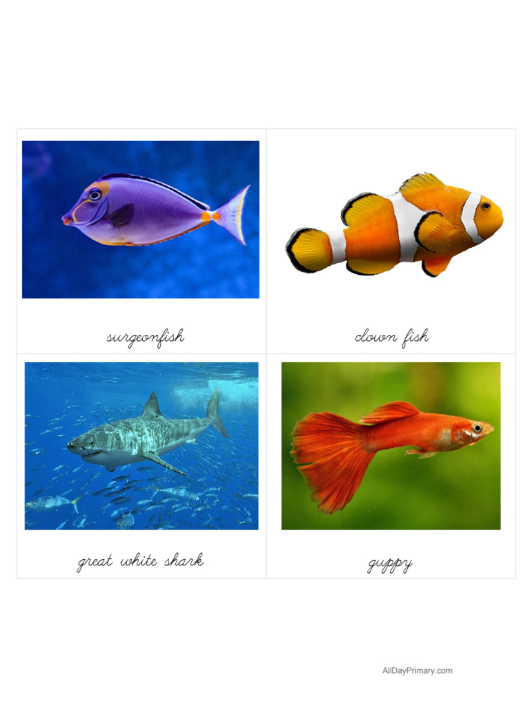 Fish Classified Cards With Labels | PDF