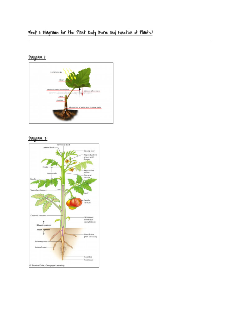Week 1 - Diagrams For The Plant Body (Form and Function of Plants) | PDF