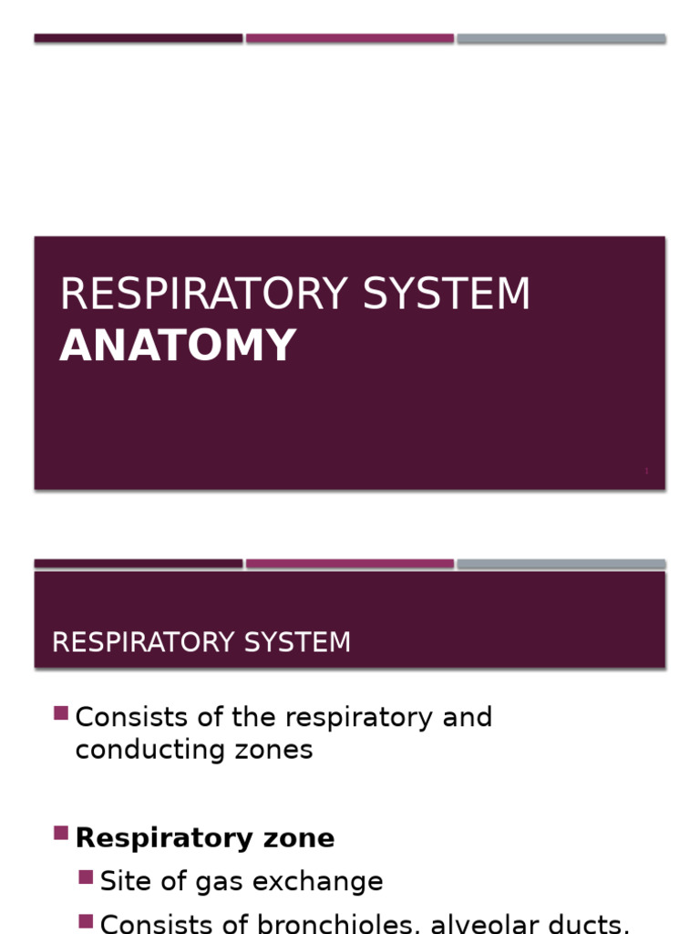 Respiratory System Anatomy | PDF | Lung | Respiratory Tract