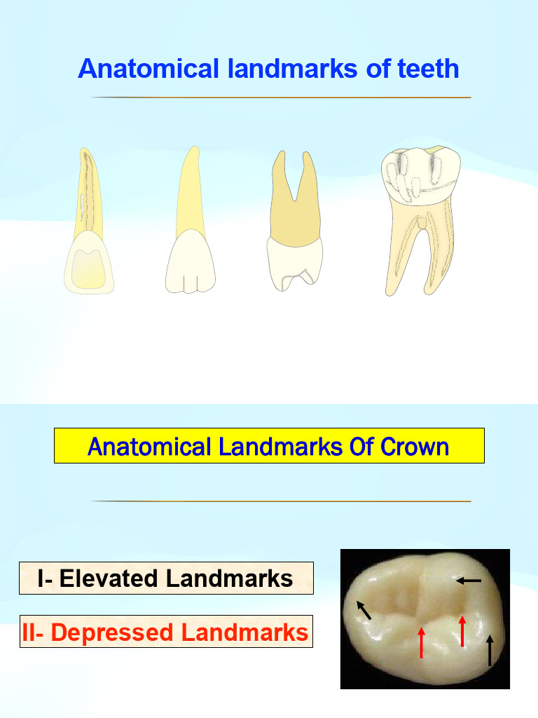 2 - Introduction To Dental Anatomy (Lecture 2) DR Sherif 2025 | PDF ...