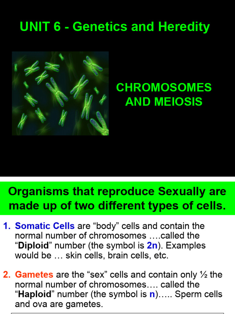 Chromosomes and Meiosis | PDF | Meiosis | Mitosis