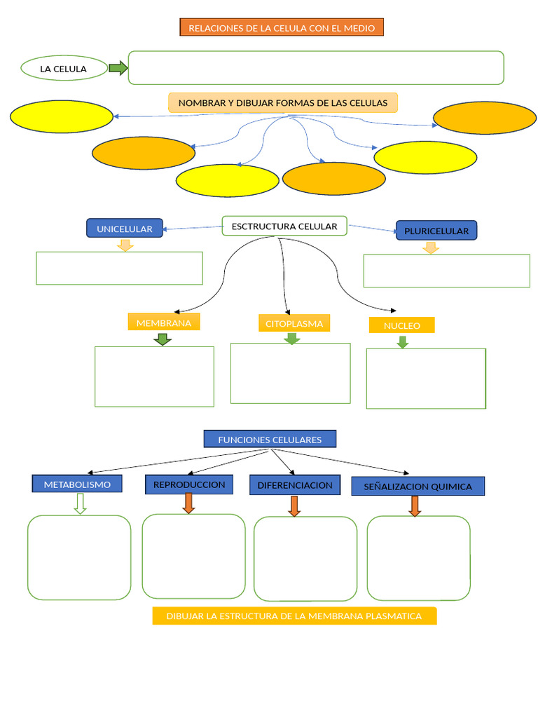 La Celula Nombrar Y Dibujar Formas de Las Celulas | PDF