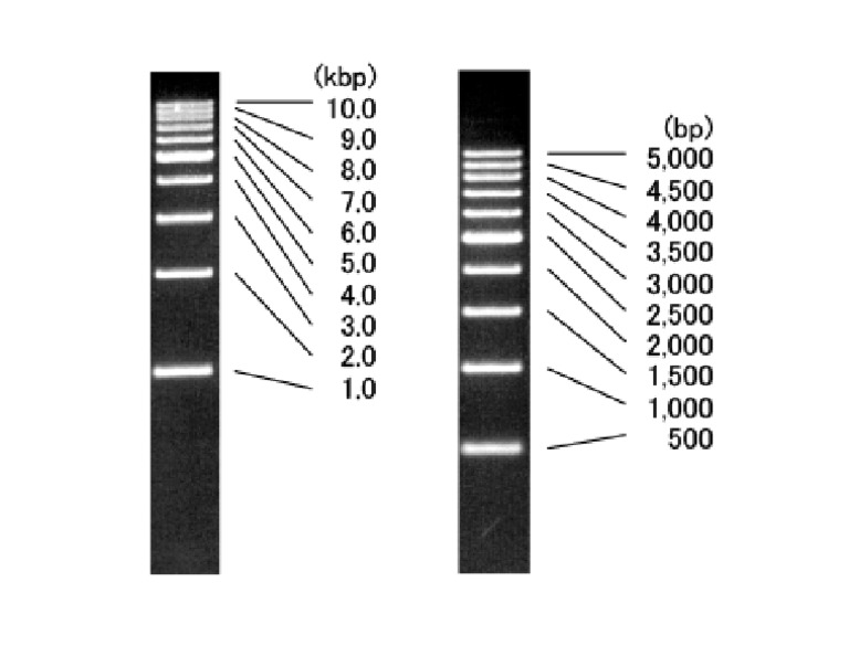 DNA Ladder 1 KB 500 BP - Nippon Gene | PDF