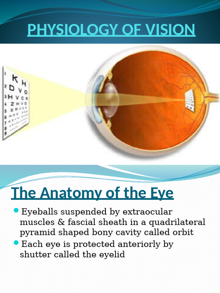 1.functional Anatomy of Eye | PDF | Human Eye | Cornea