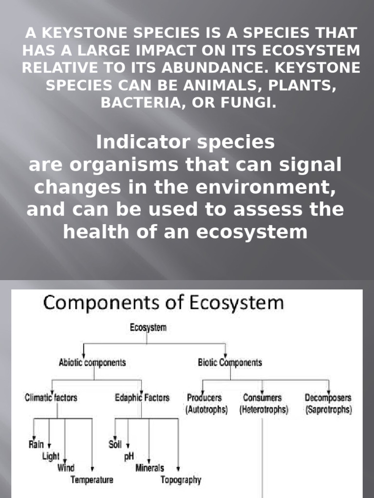 A Keystone Species | PDF