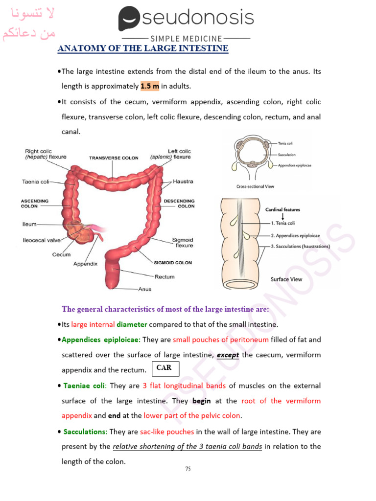 Anatomy of Large Intestine W6 GIT | PDF | Large Intestine | Rectum