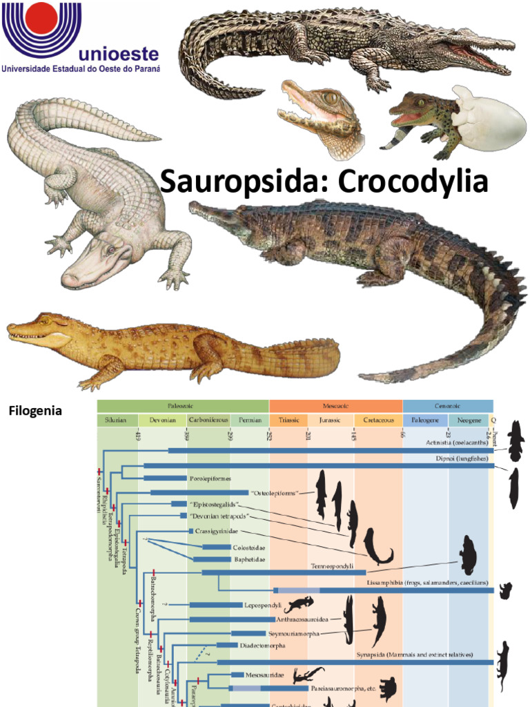 06 - Sauropsida - Crocodylia | PDF | Réptil | Zoologia